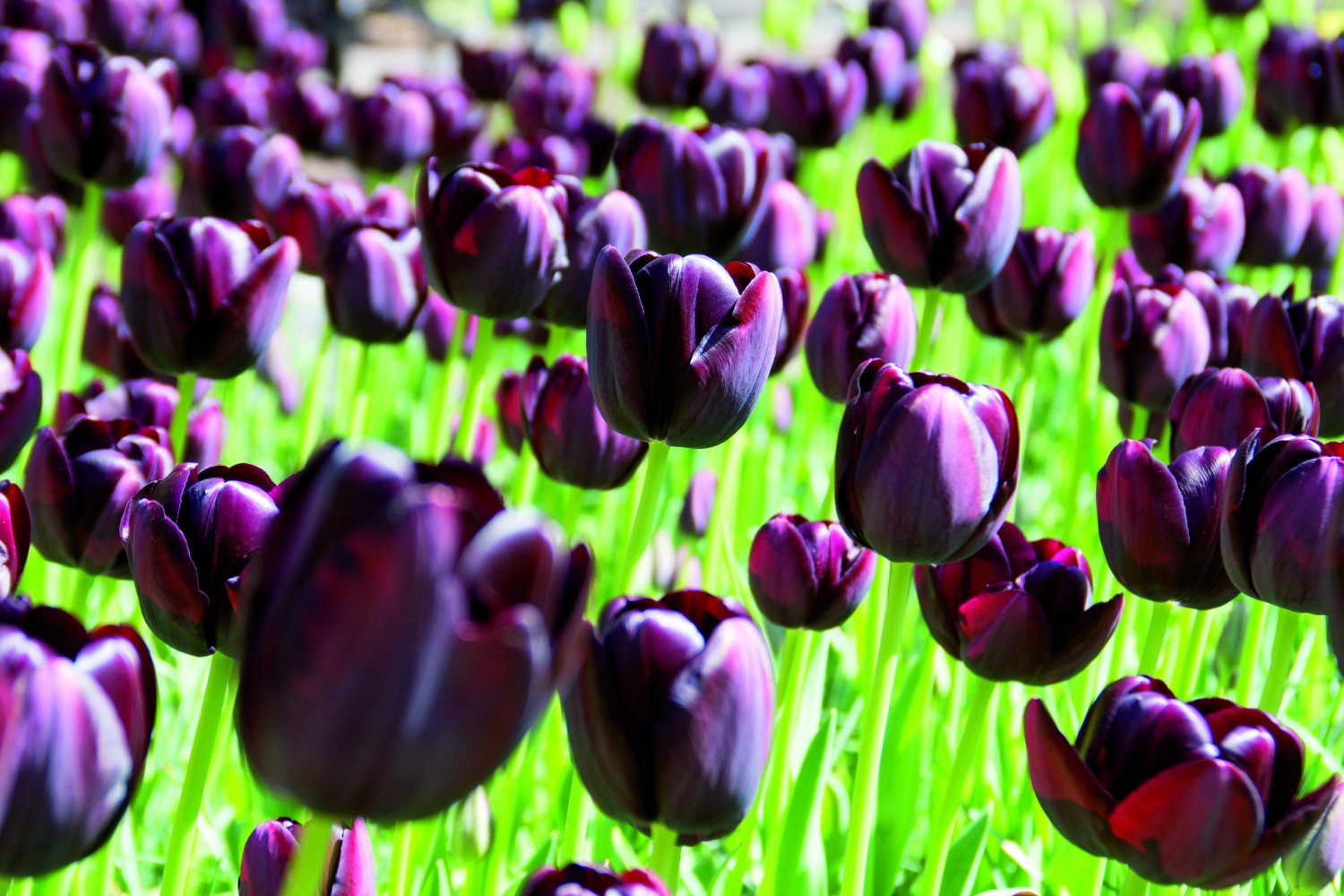 Tulipaner fra eget gartneri - Audebo Havecenter